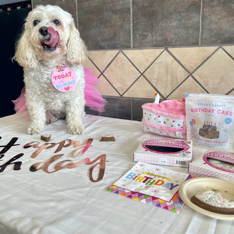 It's a Pawty - Off The Leash Doggie Daycare